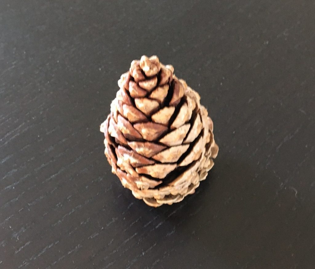 The Power of a Pine Cone - Lori Hanson International